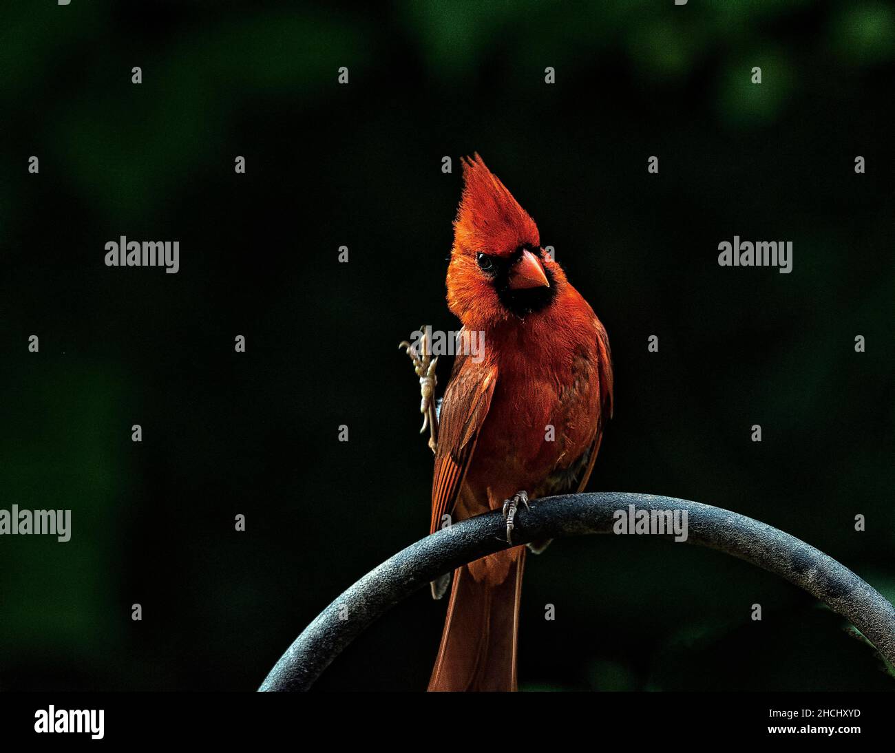 Beautiful cardinal hi-res stock photography and images - Alamy