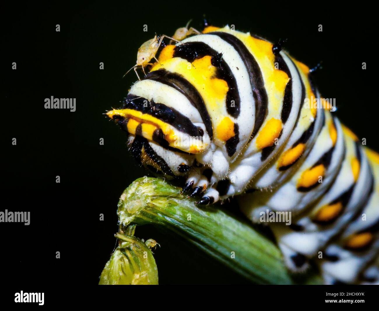 Closeup shot of a cute worm with beautiful white, black and yellow ...
