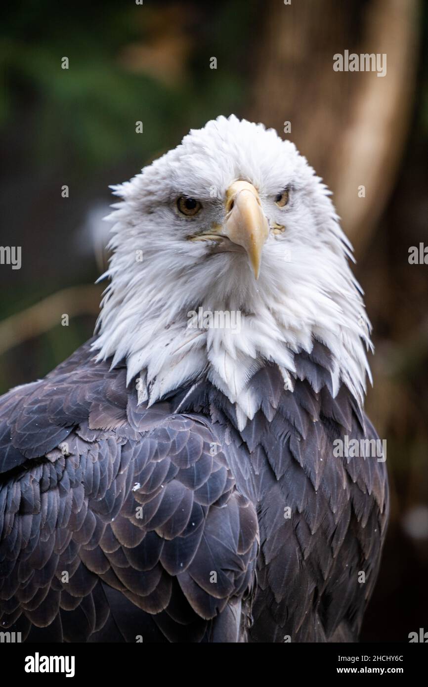 Bald eagle in the forest hi-res stock photography and images - Alamy