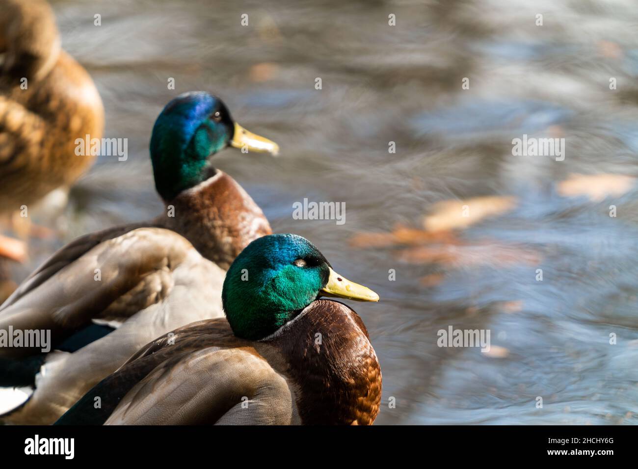 High angle shot from the back of mallards swimming in a pond on a sunny ...