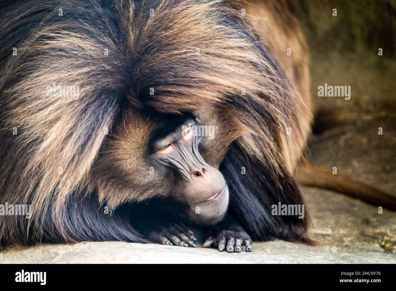 Macro shot of a long haired gelada baboon sleeping in the zoo Stock ...