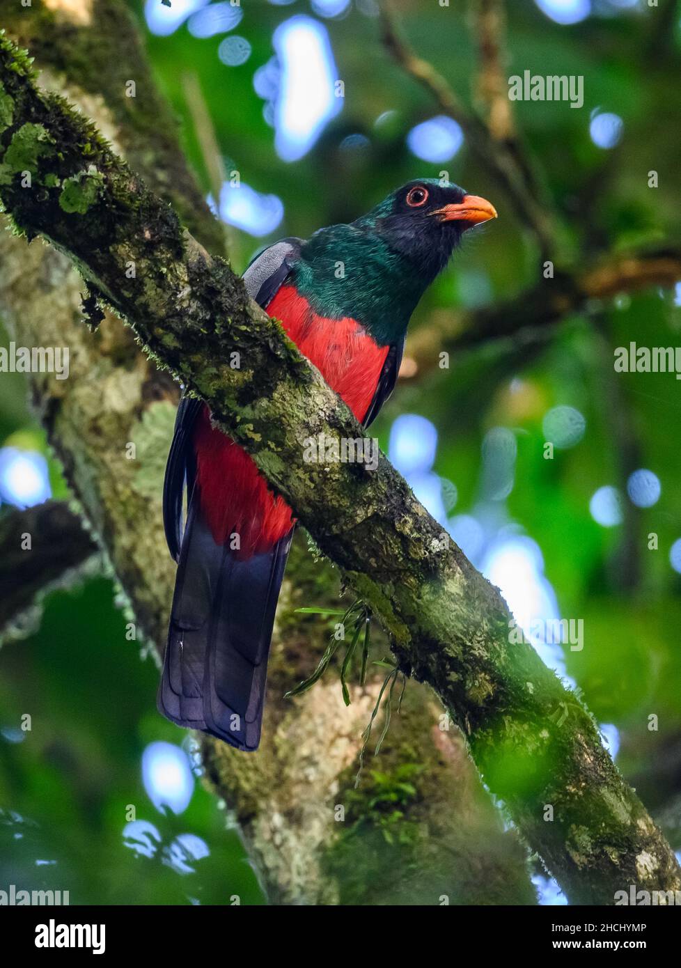 The slaty tailed trogon hi-res stock photography and images - Alamy