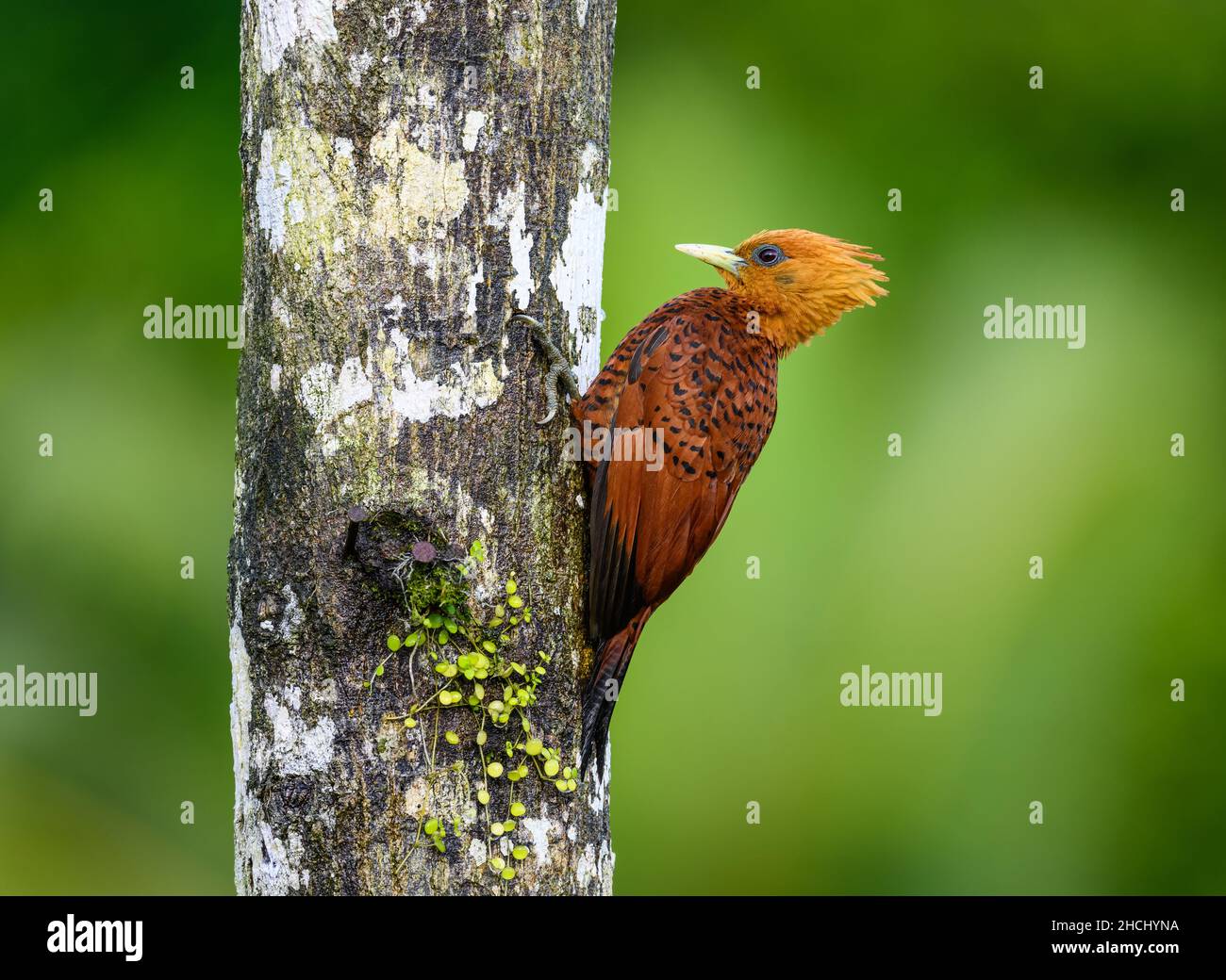 Chestnut colored woodpecker celeus castaneus on tree trunk hi-res stock ...