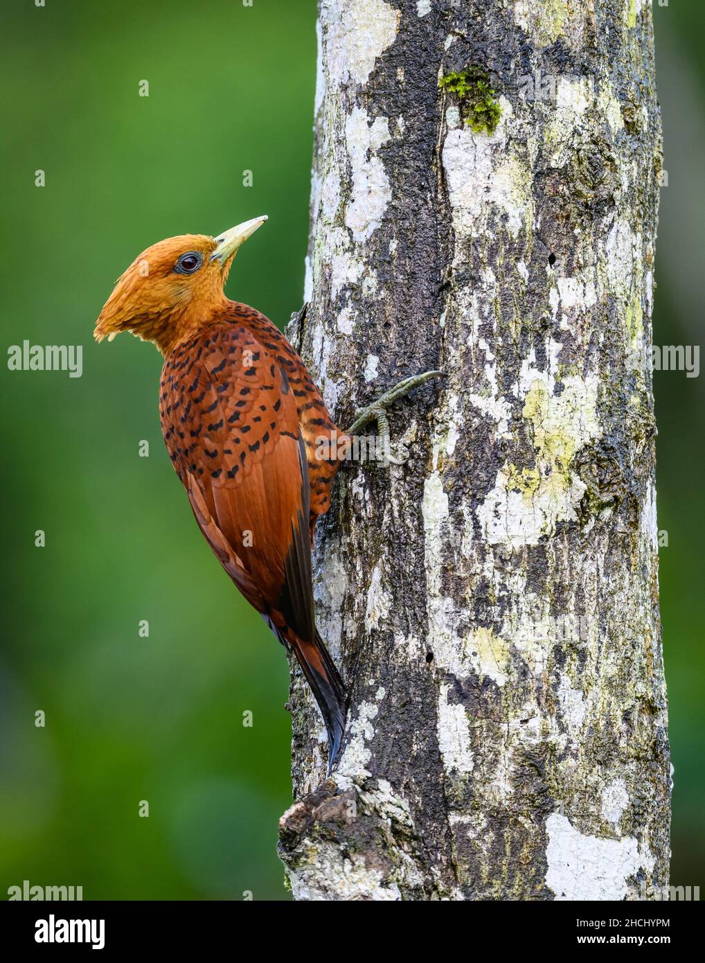 A female Chestnut-colored Woodpecker (Celeus castaneus) foraging on a ...