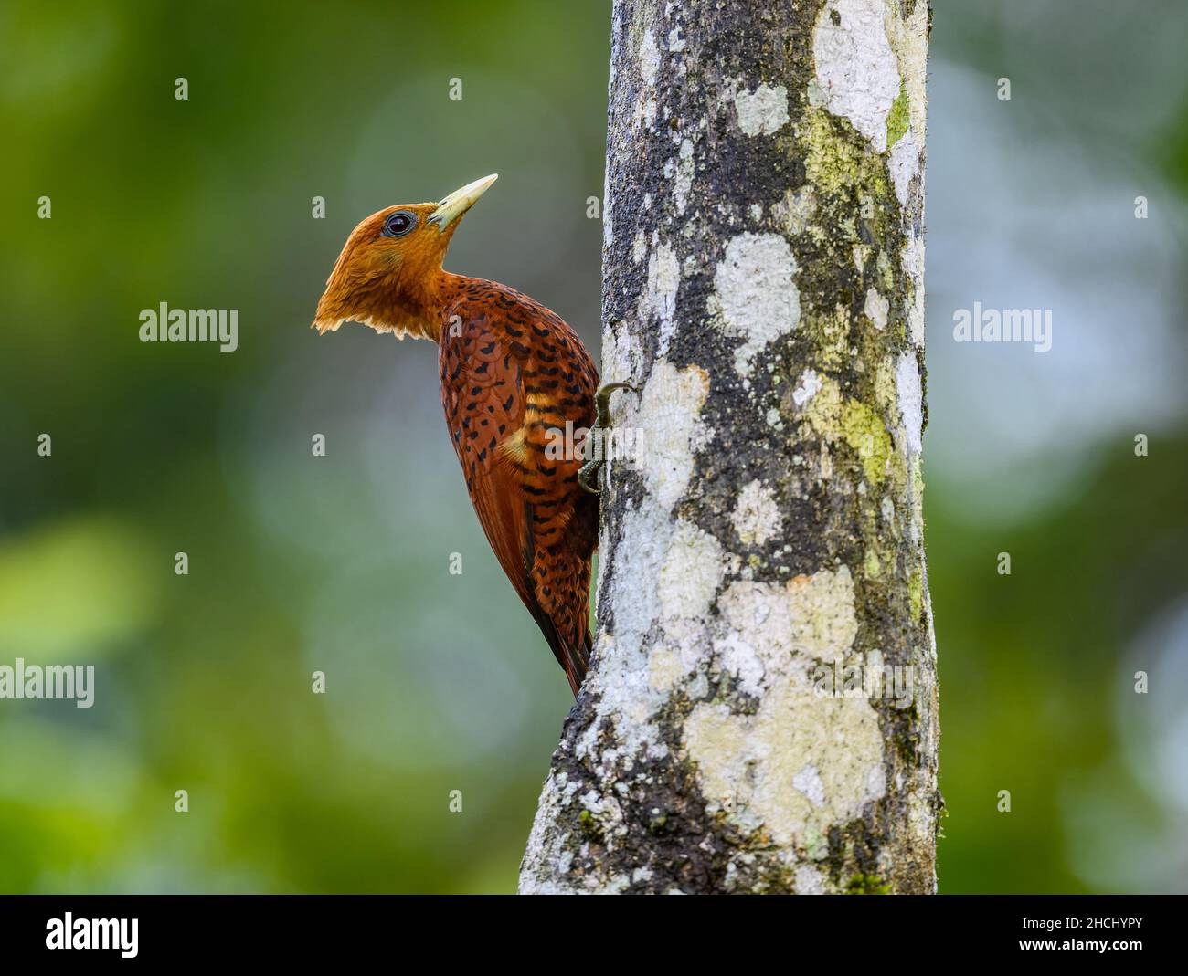 American chestnut tree hi-res stock photography and images - Alamy
