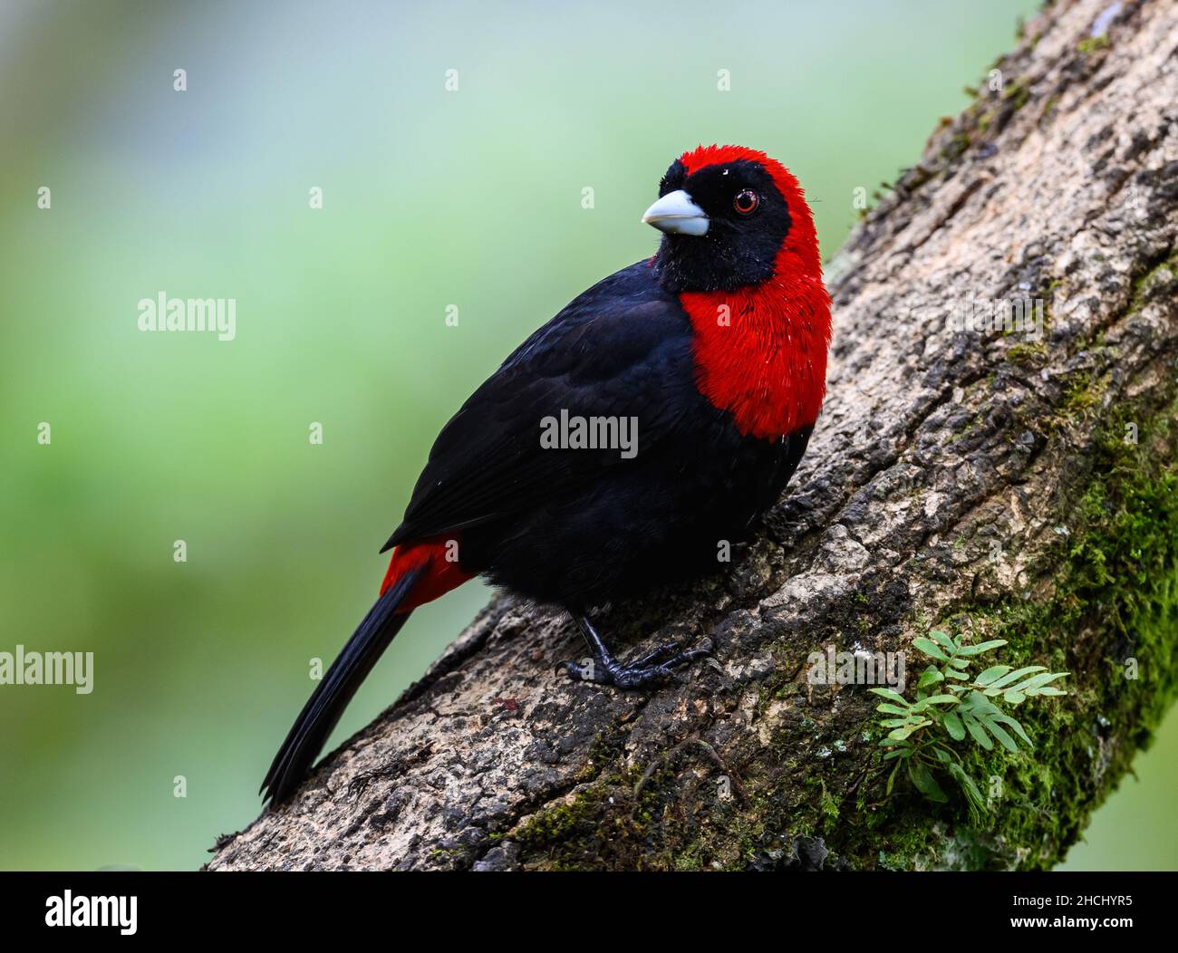 A Crimson-collared Tanager (Ramphocelus sanguinolentus) perched on a ...