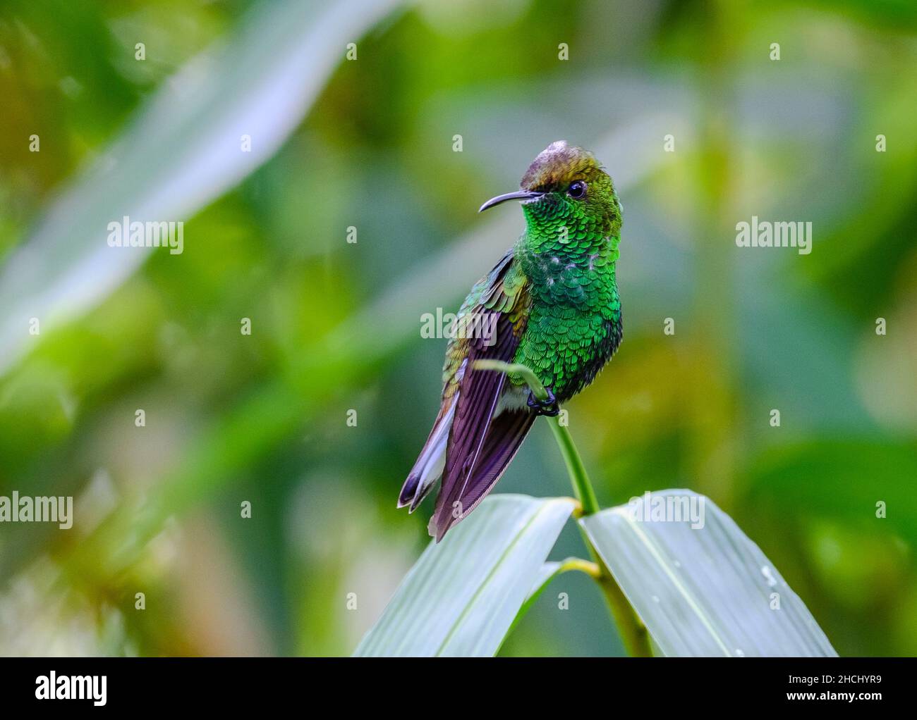 Coppery headed emerald hummingbird hi-res stock photography and images ...