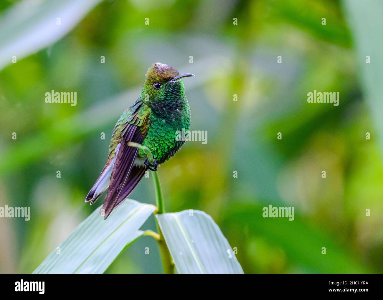 Coppery headed emerald hummingbird hi-res stock photography and images ...