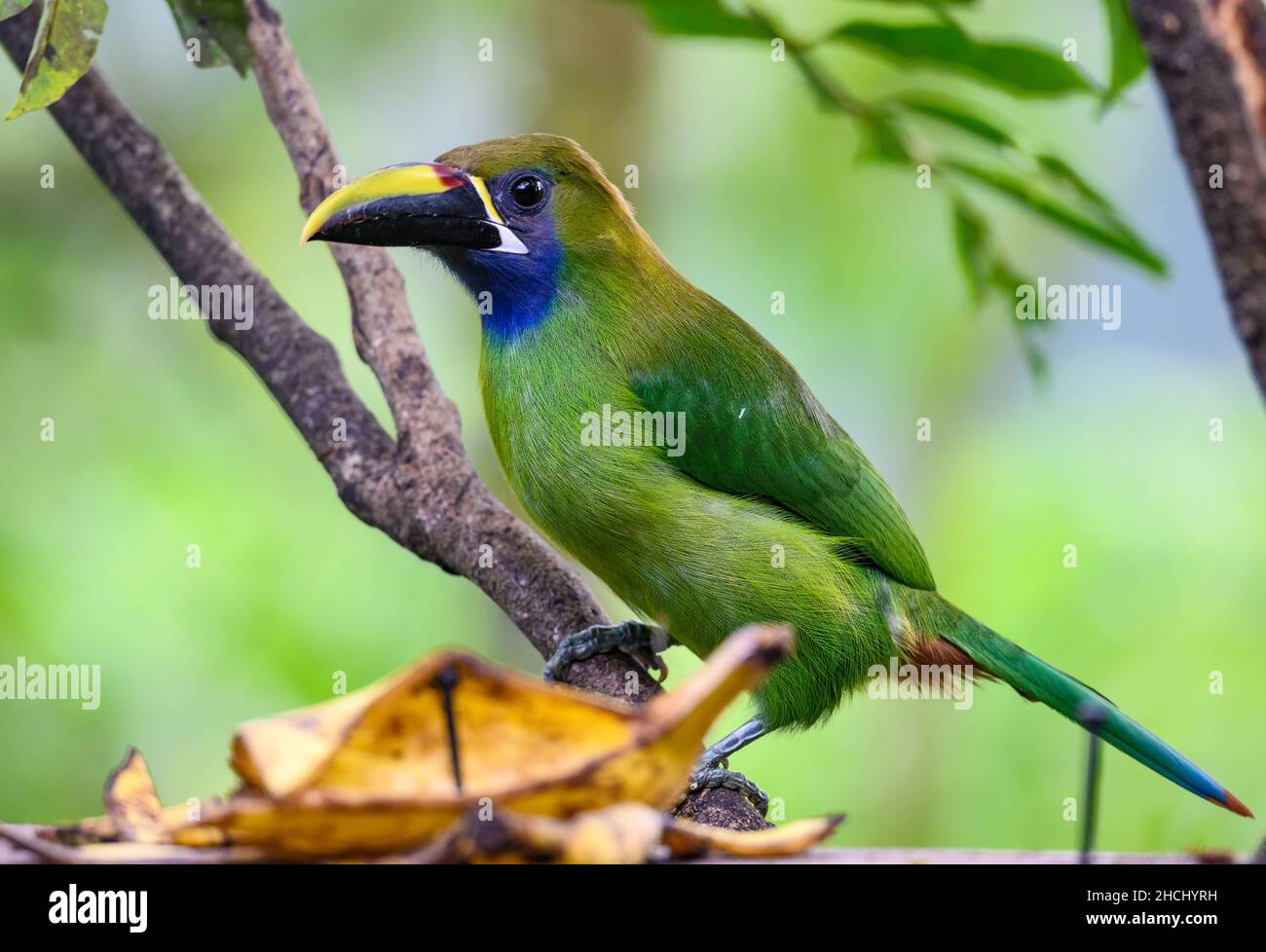 A Northern Emerald-Toucanet (Aulacorhynchus prasinus) perche dona ...