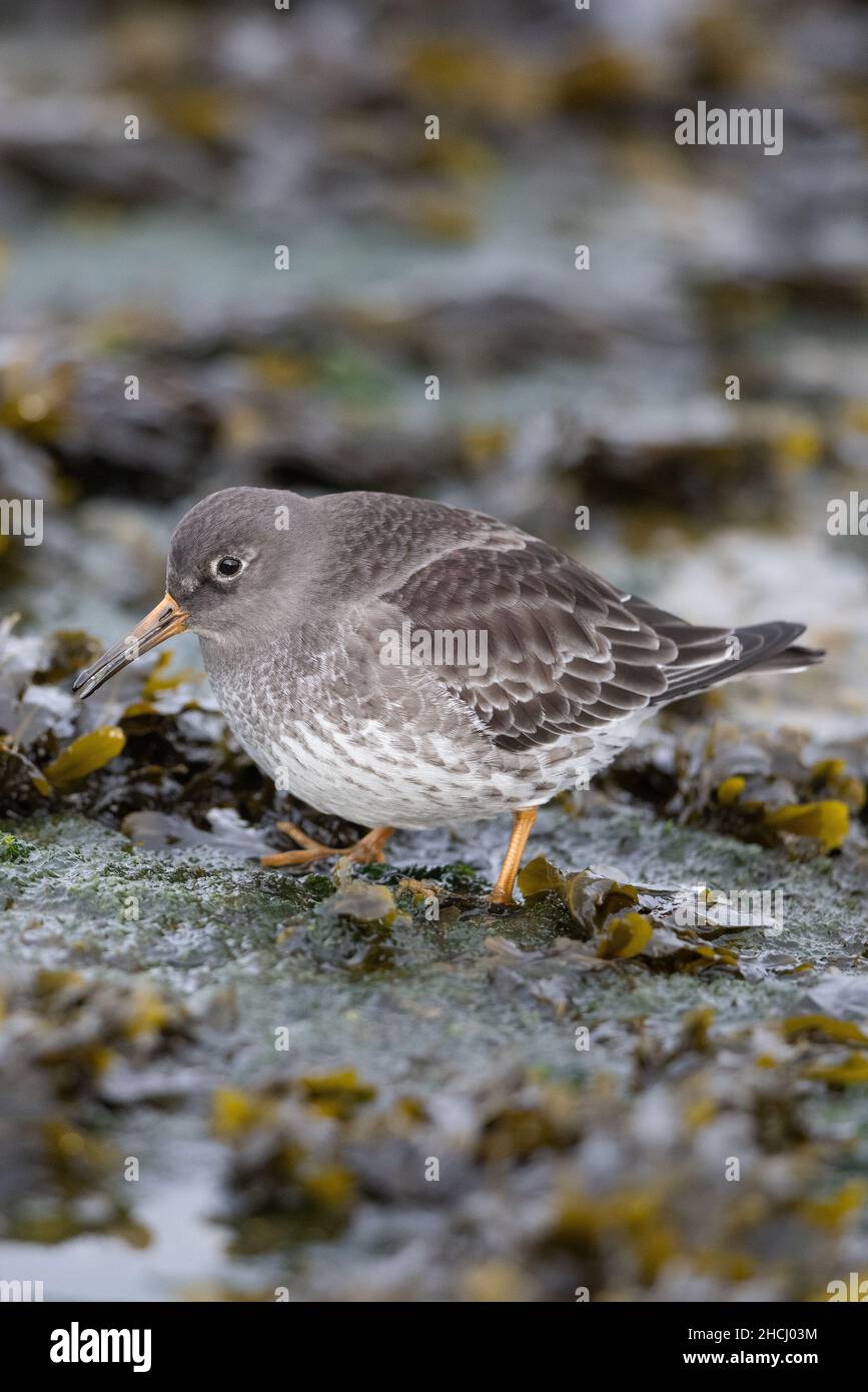 Purple Sandpiper (Calidris maritima) Lowestoft Suffolk GB UK December ...