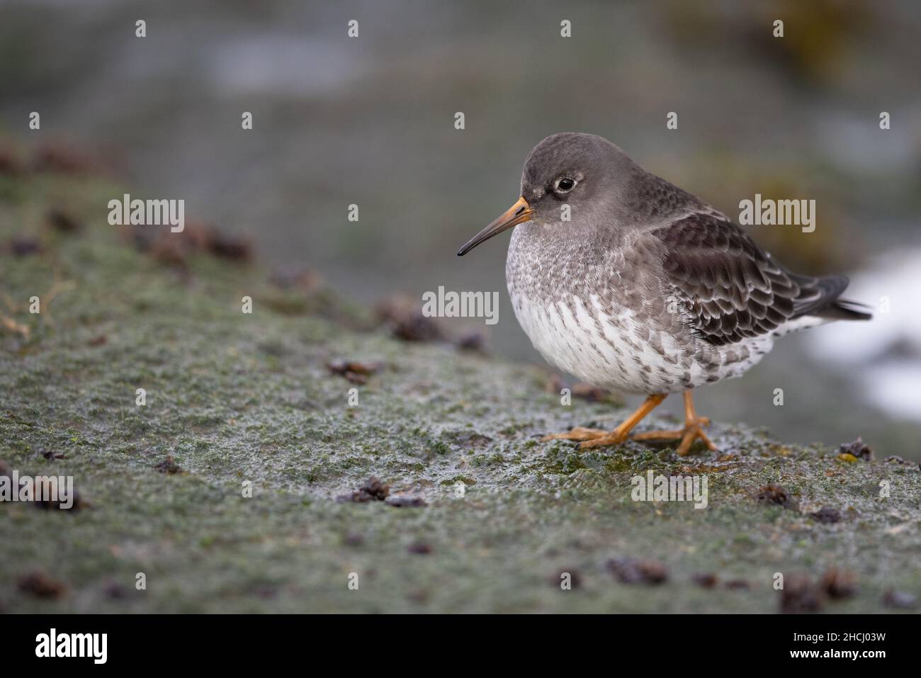 Purple Sandpiper (Calidris maritima) Lowestoft Suffolk GB UK December ...