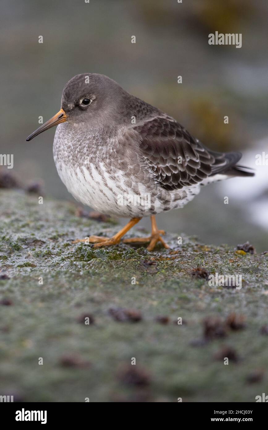 Purple Sandpiper (Calidris maritima) Lowestoft Suffolk GB UK December ...