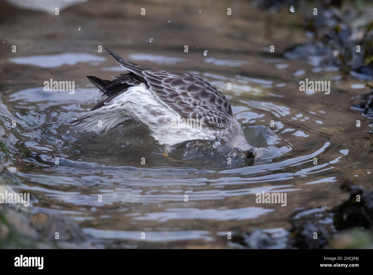 Purple Sandpiper (Calidris maritima) Lowestoft Suffolk GB UK December ...