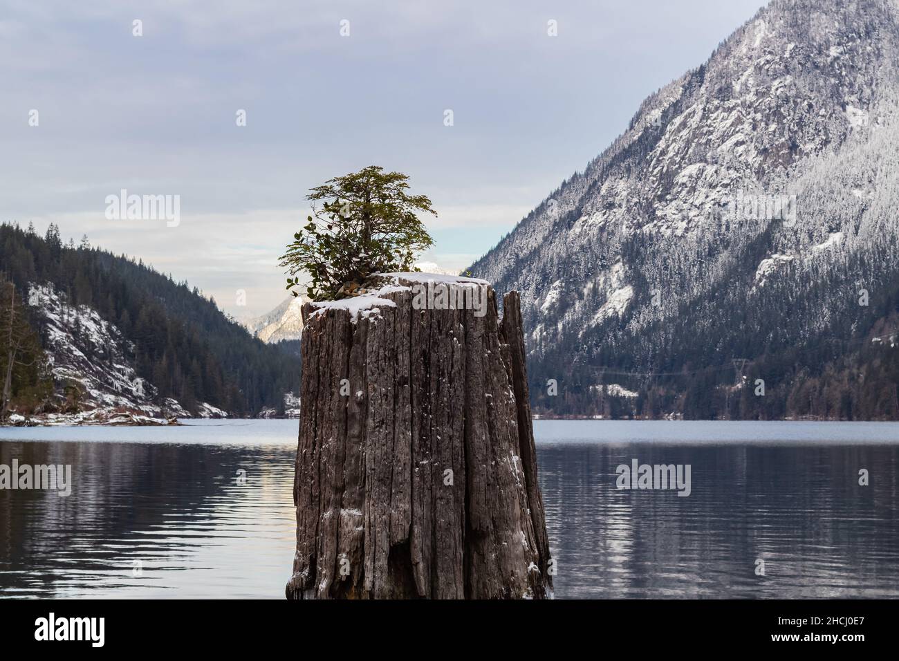 A small tree grows against the odds setting roots up alone in the ...