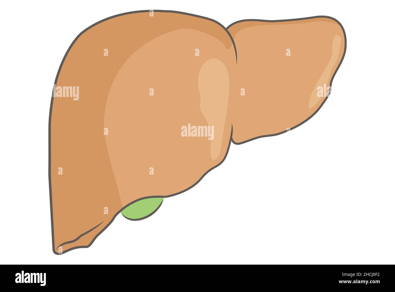 Anterior view human liver Cut Out Stock Images & Pictures - Alamy
