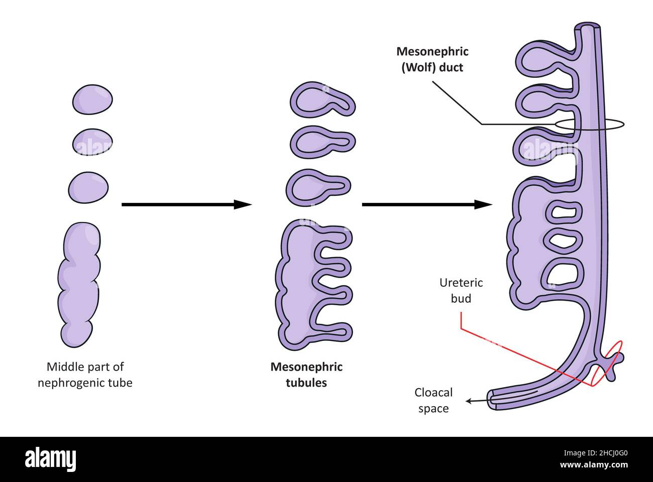 Human embryo development hi-res stock photography and images - Alamy