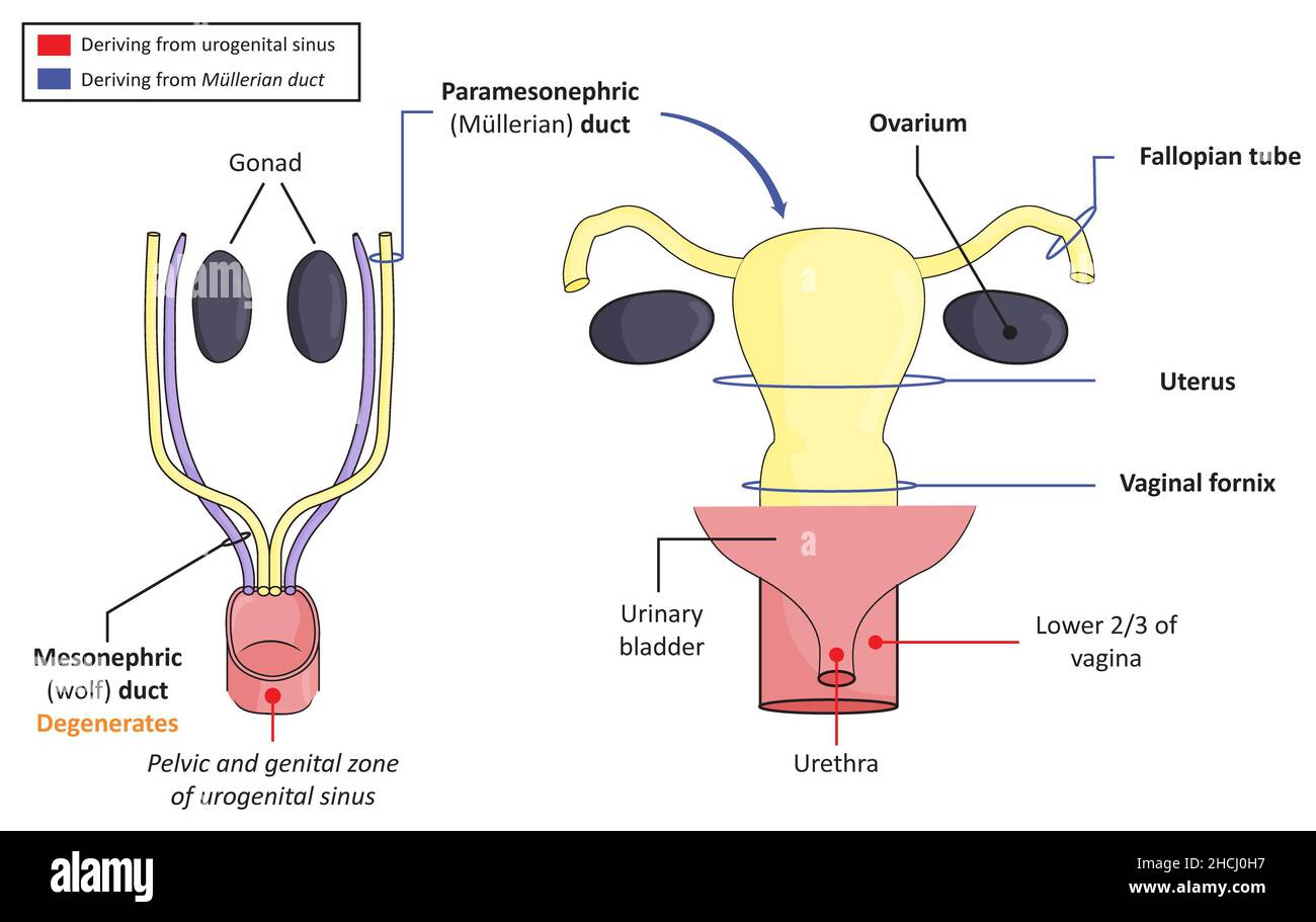 Embryological development of female genital tract, frontal view Stock ...