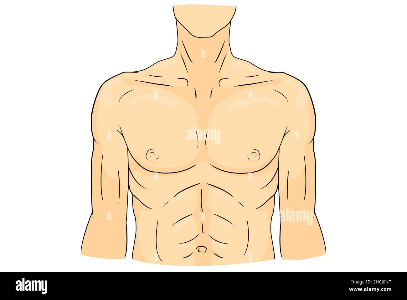 Human torso illustration. Male standing Stock Photo - Alamy