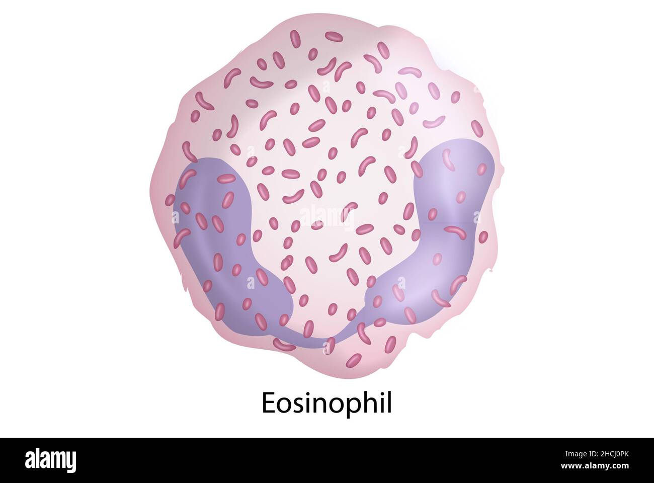 Eosinophil, white blood cells, immune system cells Stock Photo - Alamy