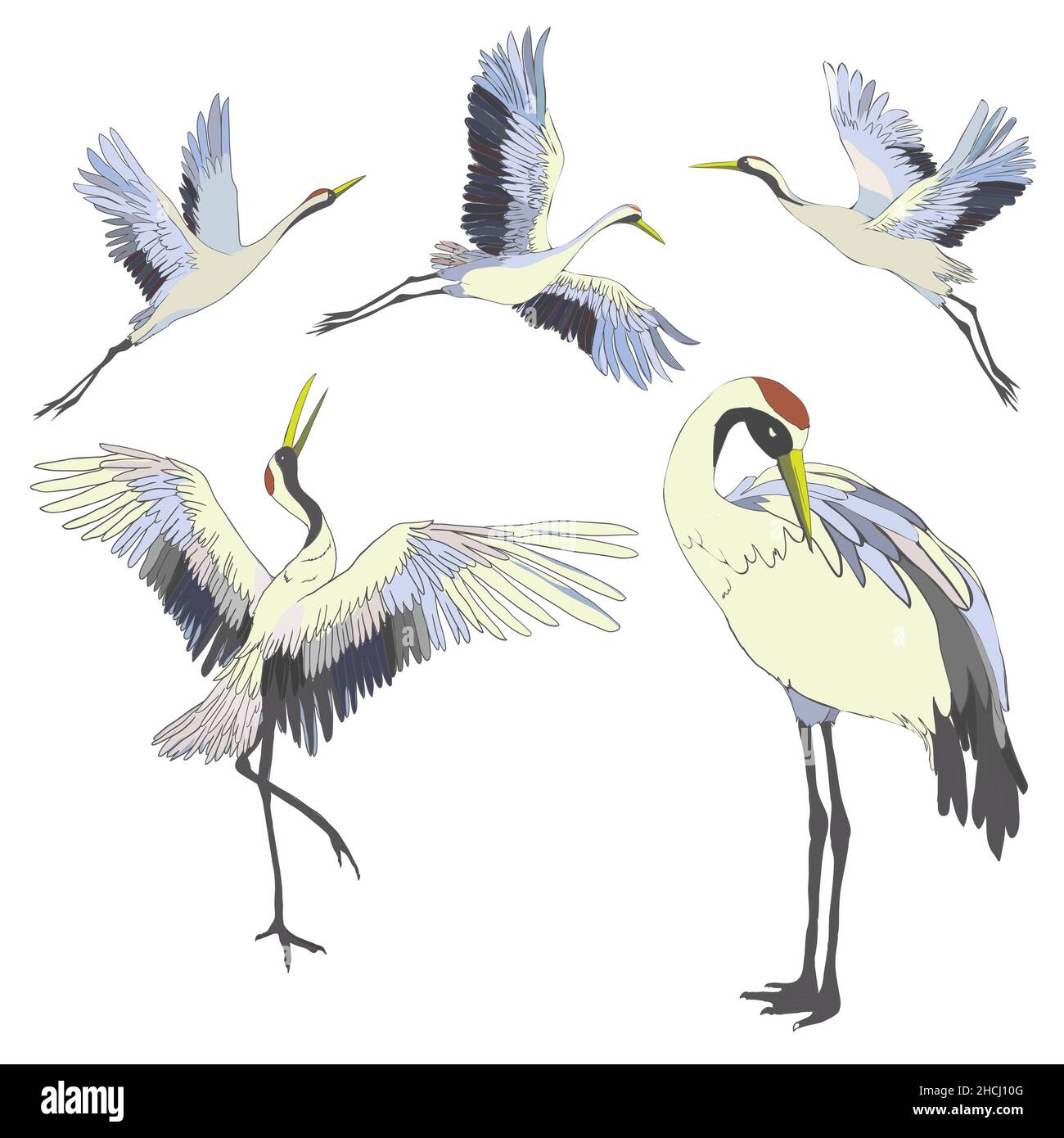 Crane, illustration, bird in flight Design element Vector Stock Vector ...