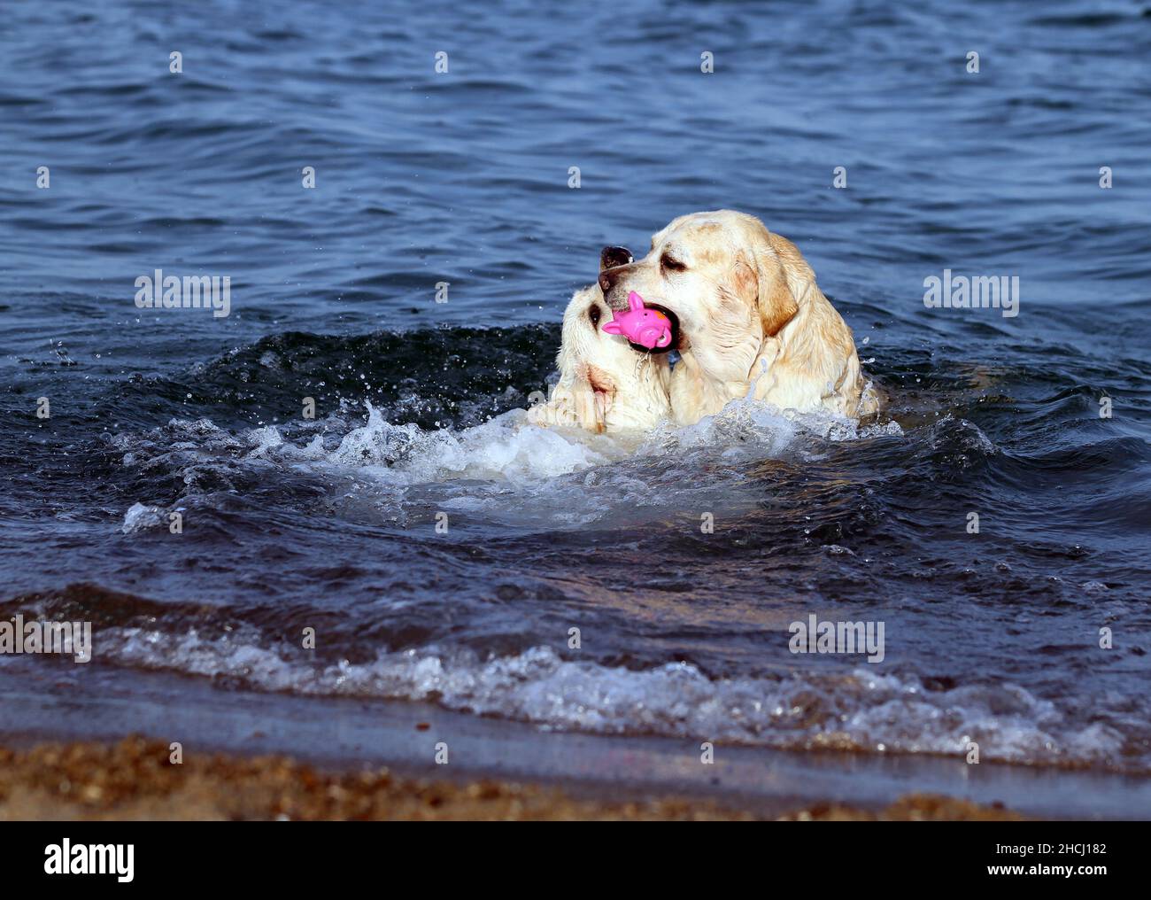 two yellow labradors playing at the seashore in summer Stock Photo - Alamy