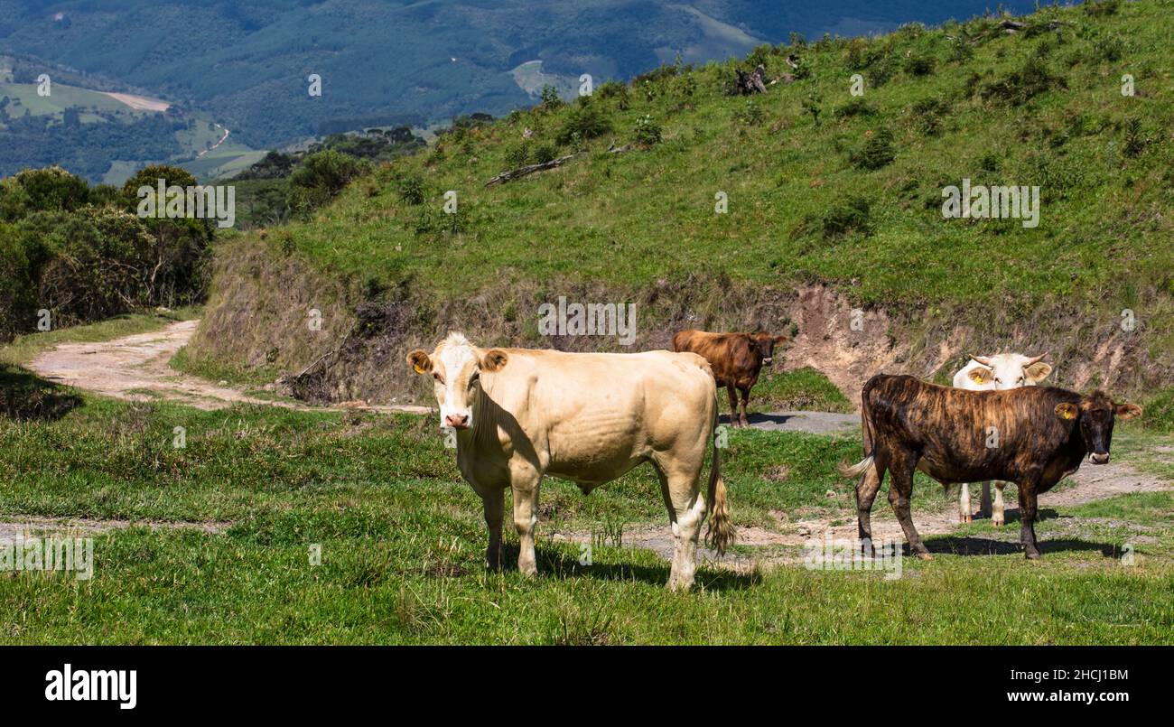 Rural landscape in southern Brazil Stock Photo - Alamy