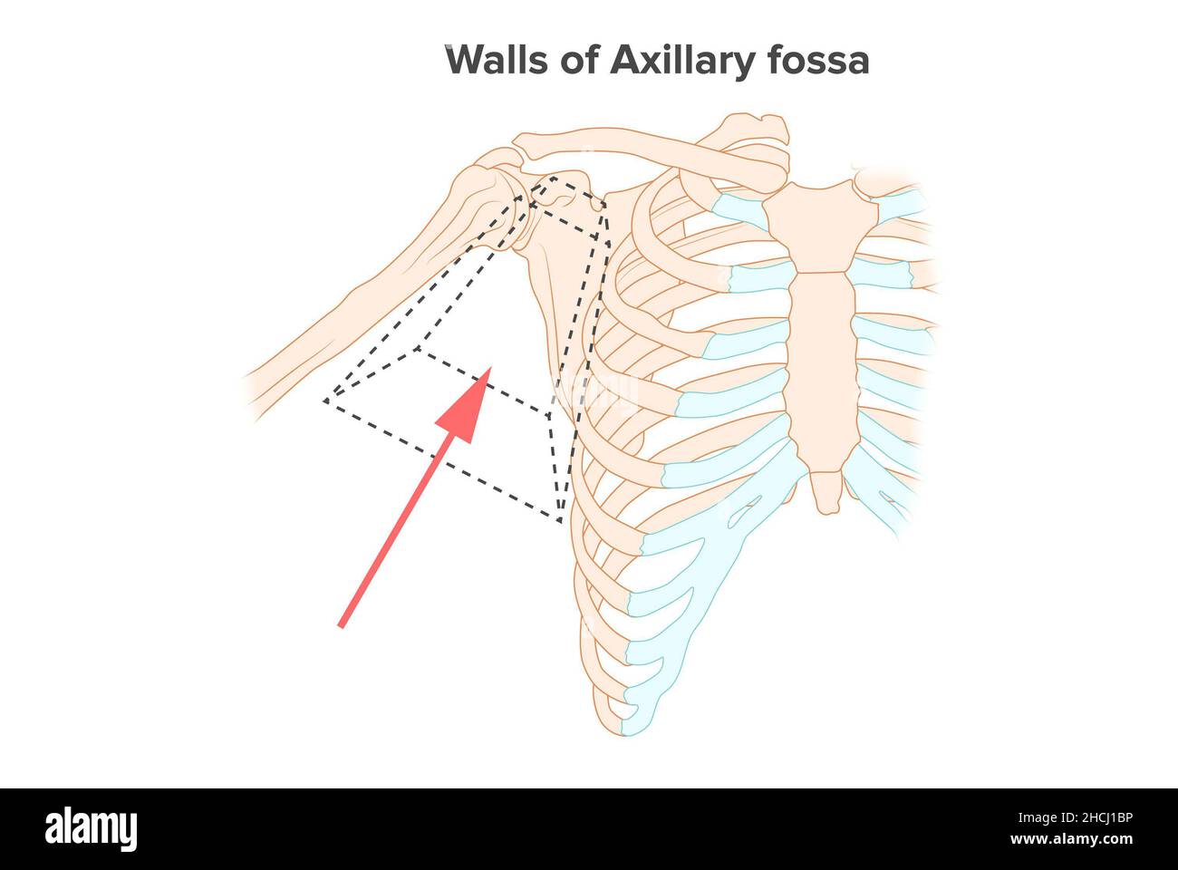 Walls of Axillary fossa, human anatomy Stock Photo - Alamy