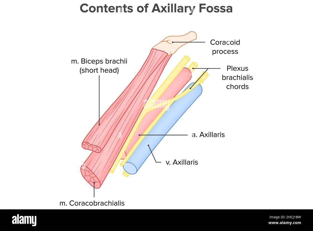 Contents of Axillary Fossa, anatomy Stock Photo - Alamy