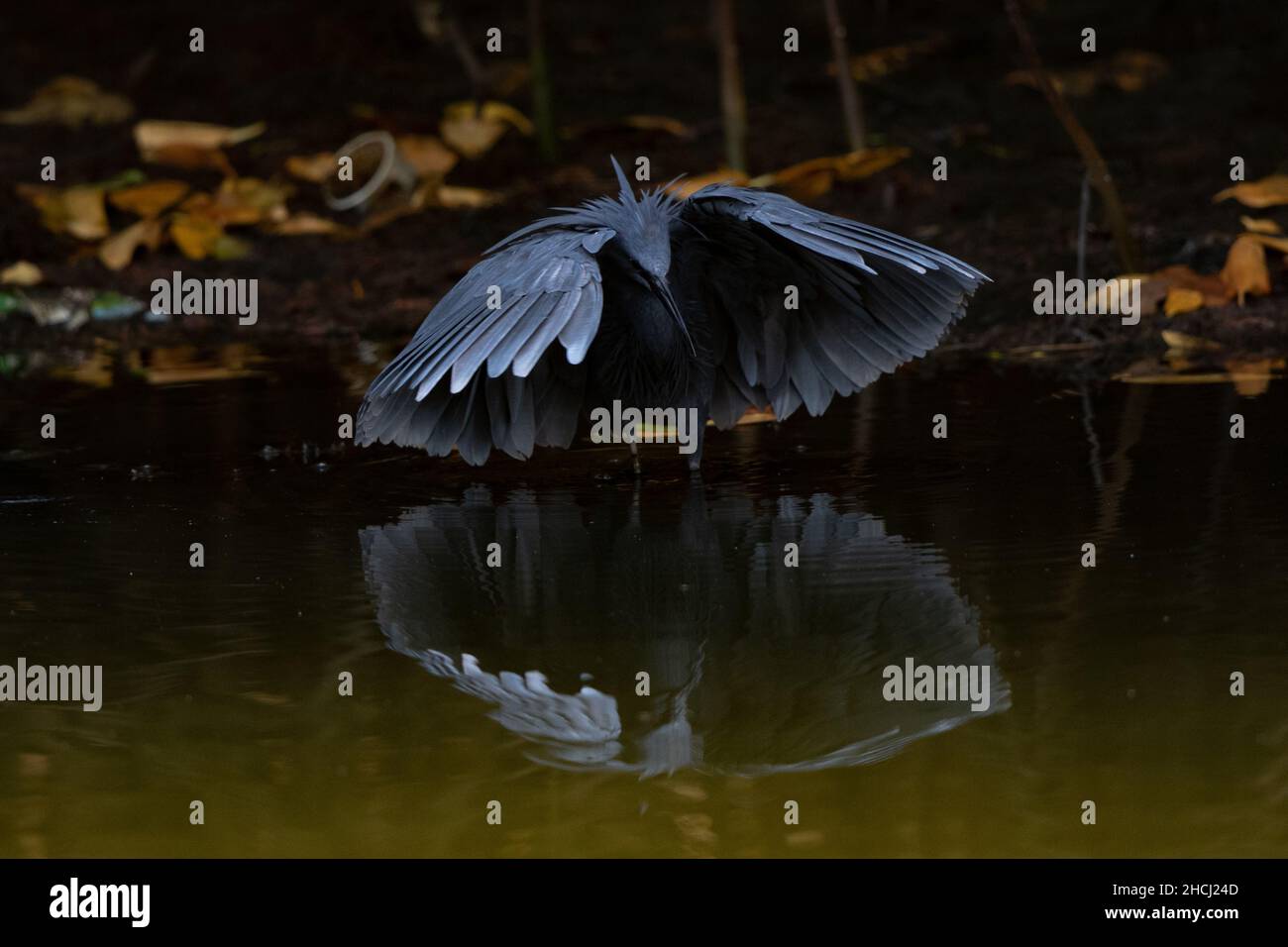 Canopy feeding hi-res stock photography and images - Alamy