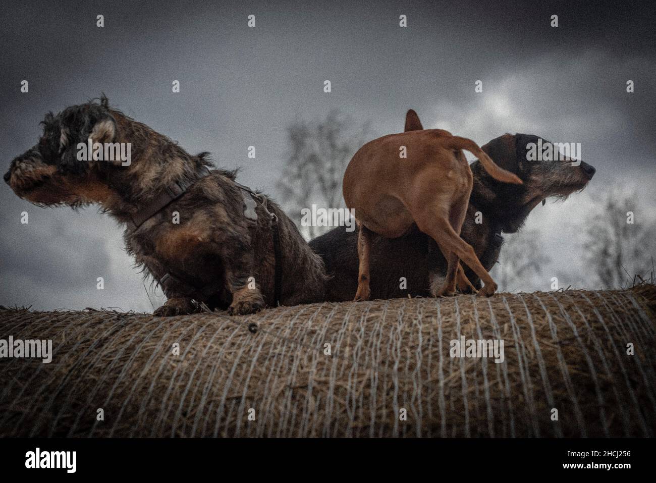 Badger dogs on hay ball in dark cloudy winter fresh day Stock Photo - Alamy