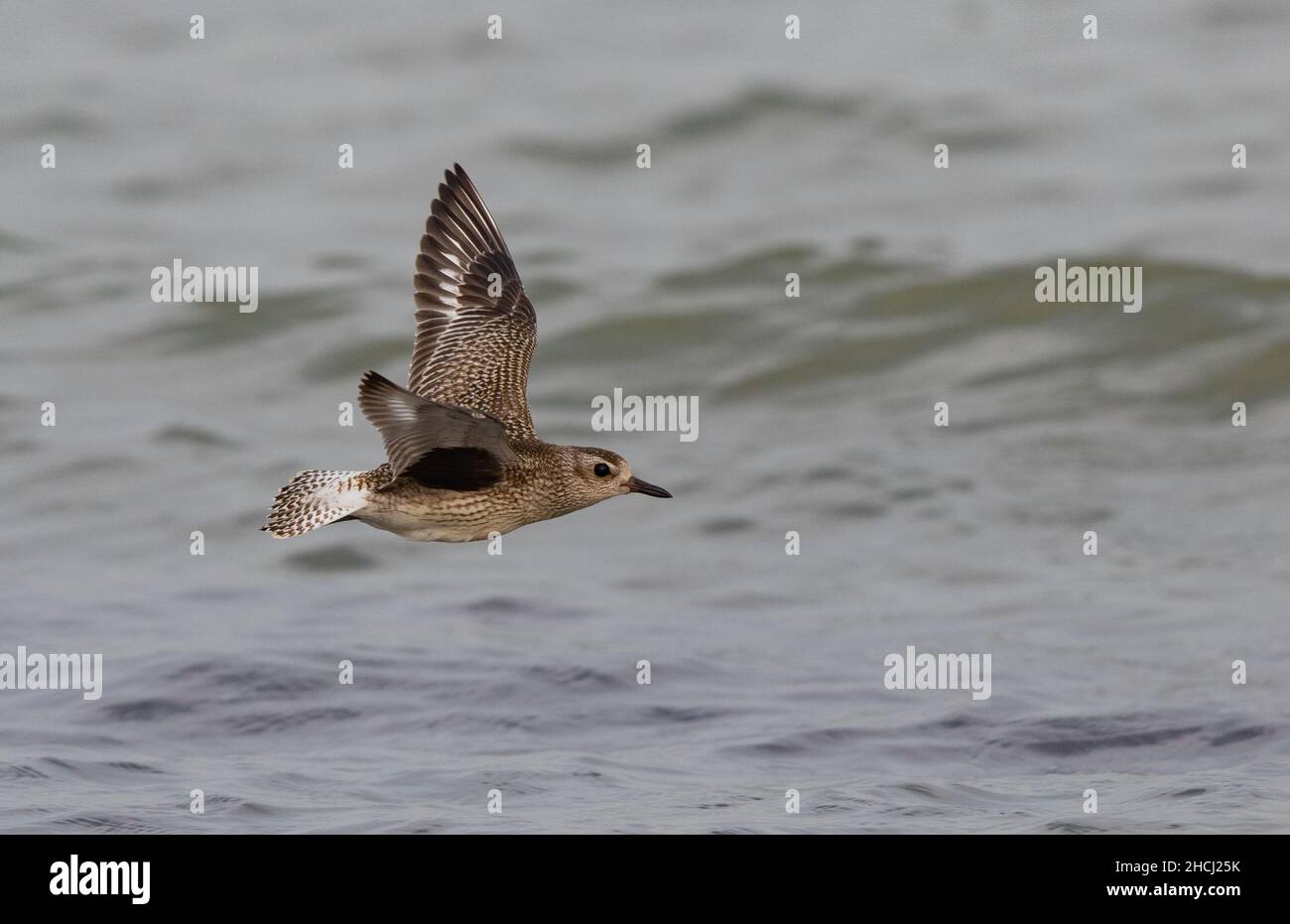 Grey Plover in flight, The Gambia, West Africa Stock Photo - Alamy