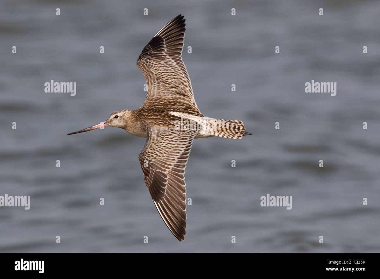 Winter plumaged Bar tailed Godwit in Flight Stock Photo - Alamy