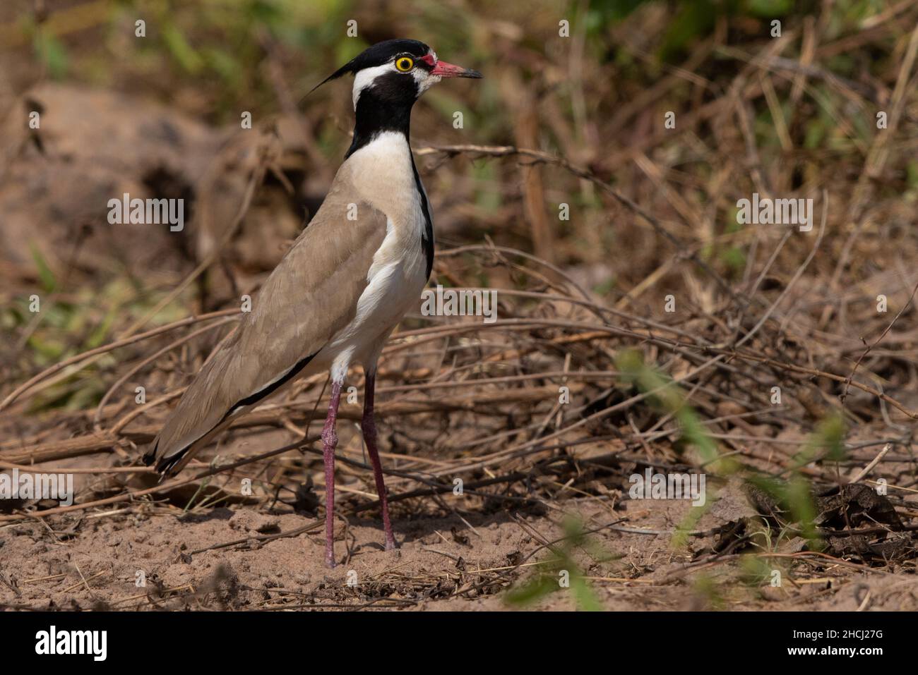 Black headed lapwing hi-res stock photography and images - Alamy