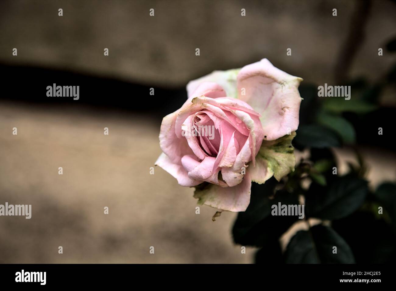 Pink miniature rose in bloom seen up close Stock Photo - Alamy