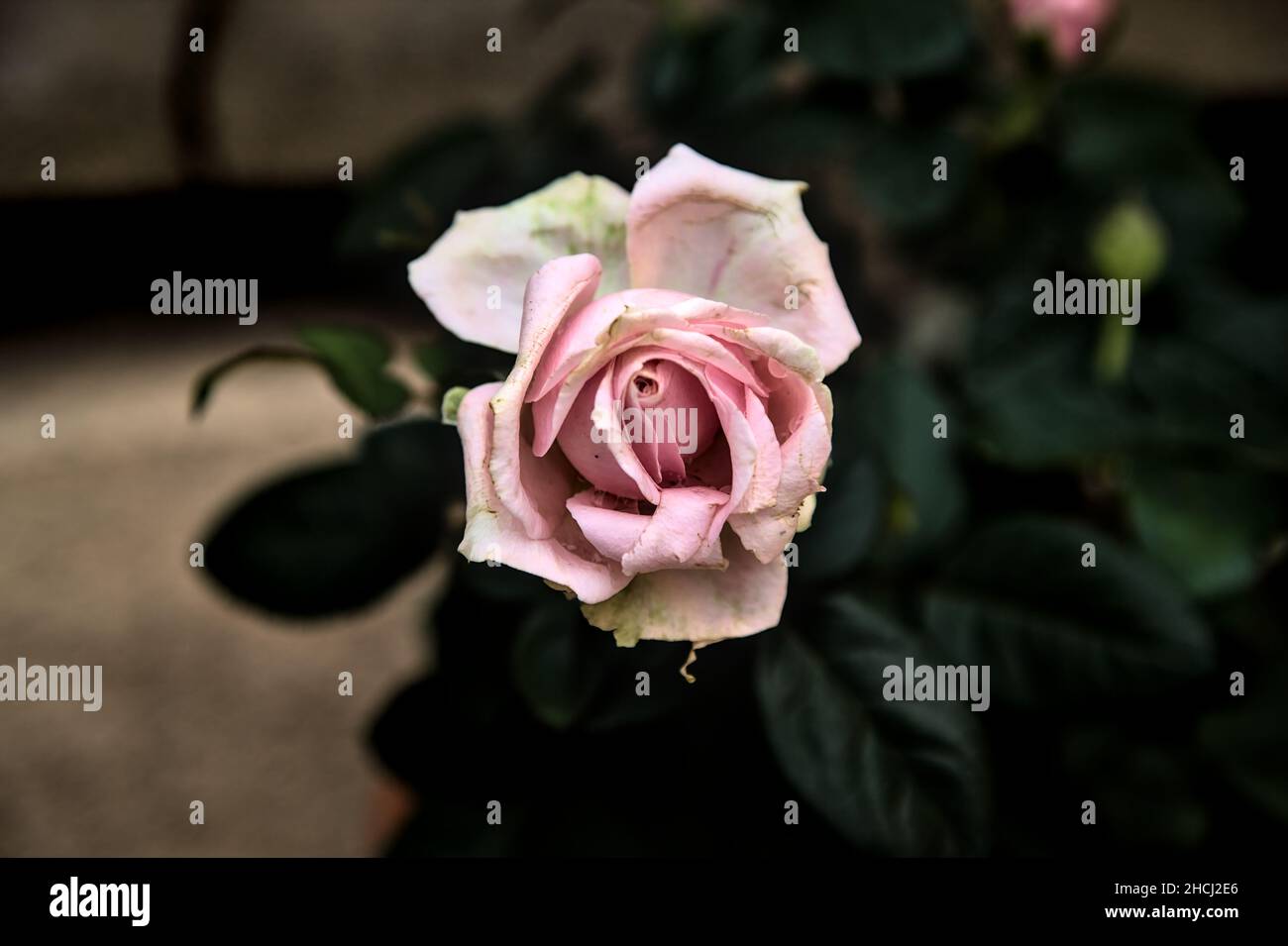 Pink miniature rose in bloom seen up close Stock Photo - Alamy