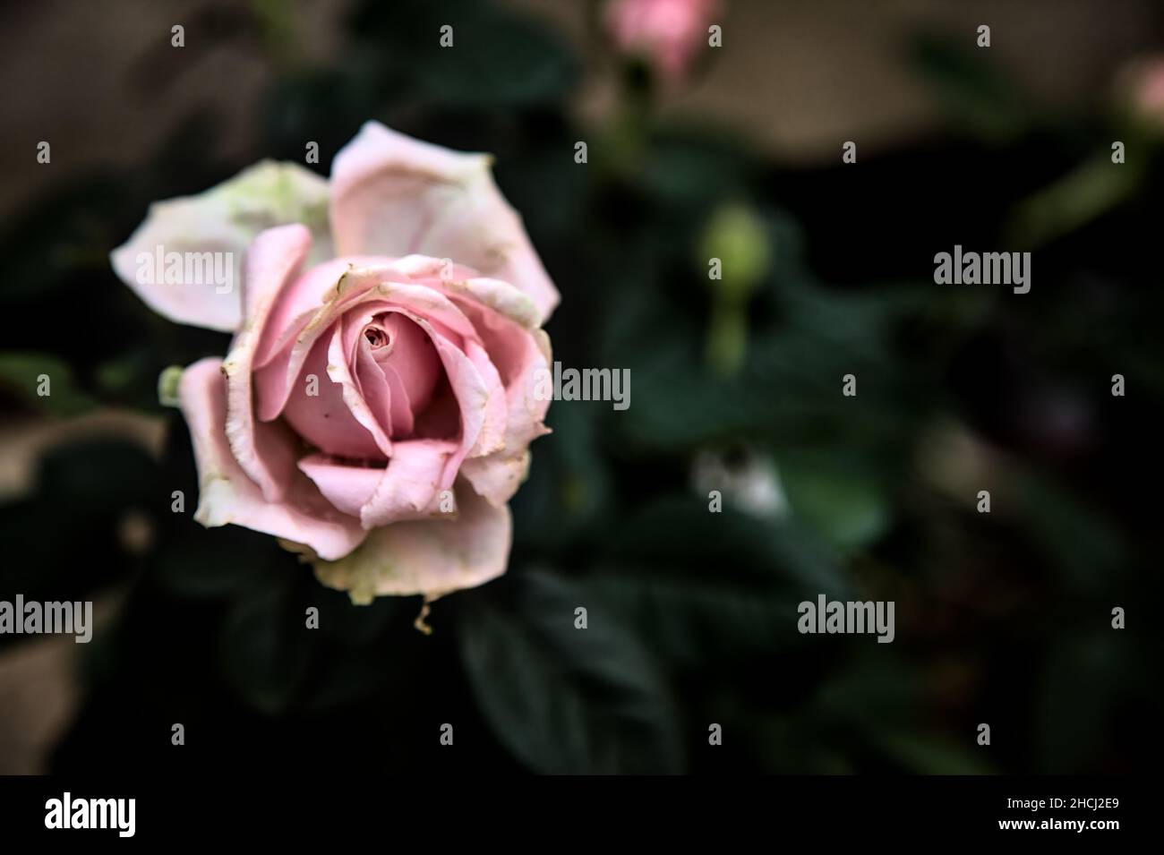 Pink miniature rose in bloom seen up close Stock Photo - Alamy