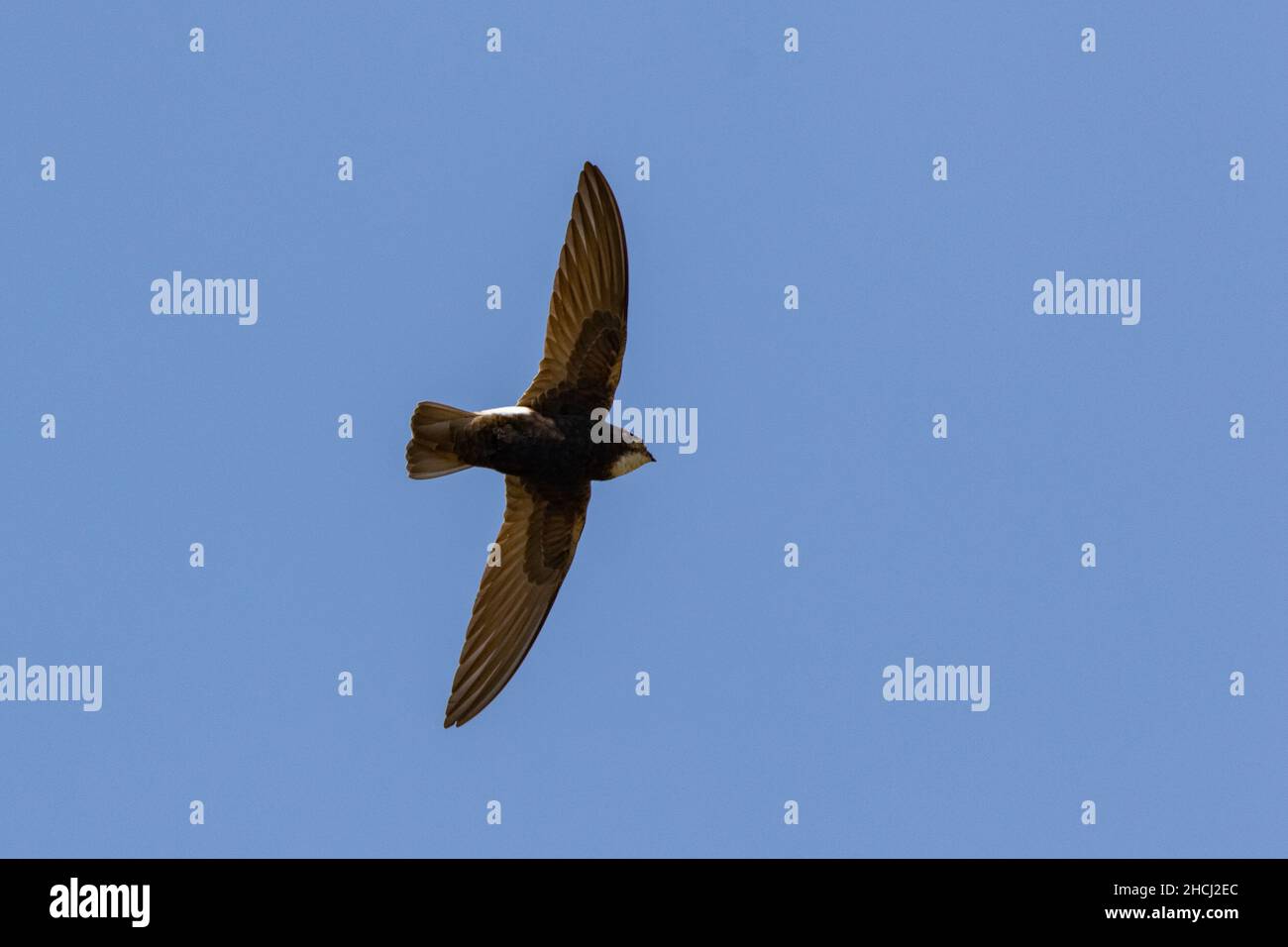 Little Swift, The Gambia, West Africa Stock Photo - Alamy