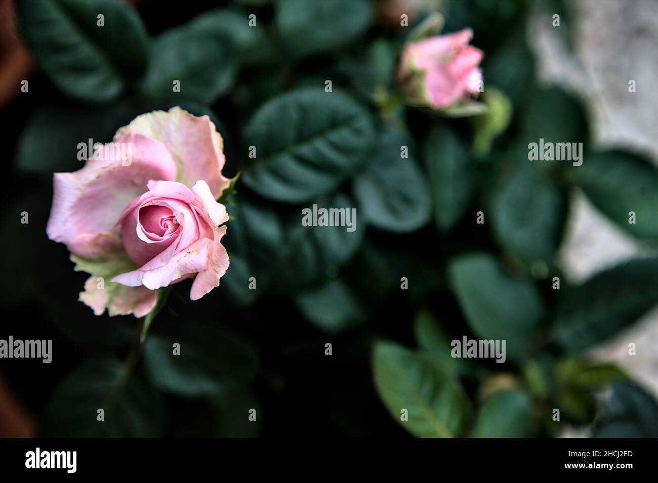 Pink miniature rose in bloom seen up close Stock Photo - Alamy
