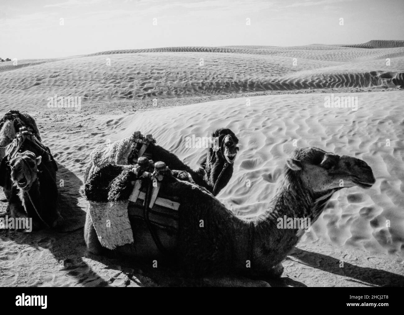 Camelus dromedarius dulla Black and White Stock Photos & Images - Alamy