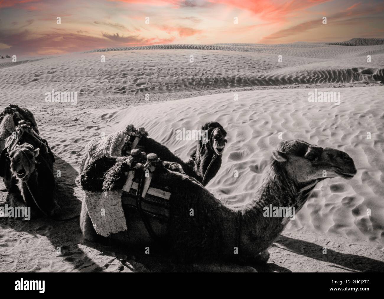 Resting Camels in the Sahara desert in Tunisia Stock Photo - Alamy