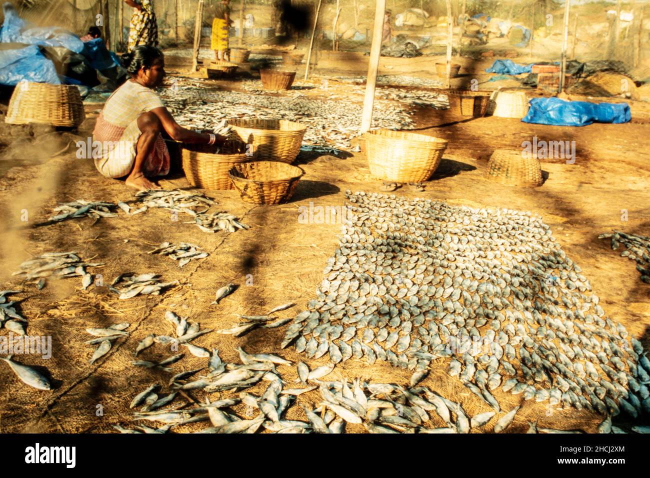 Low impact commercial enterprise, fishmeal production, showing fish ...