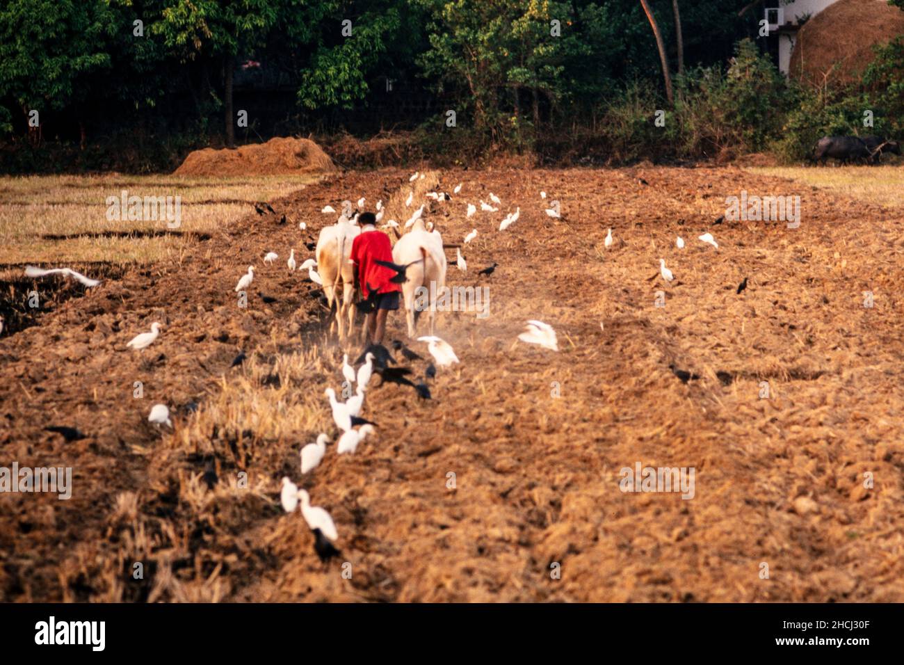 Beauty of rural Goa. High resolution intimate recollection of idyllic ...