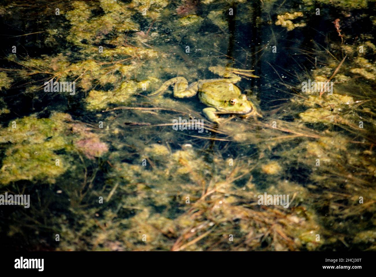 Intimate view of Natures chaos, highlighting the natural patterns and ...