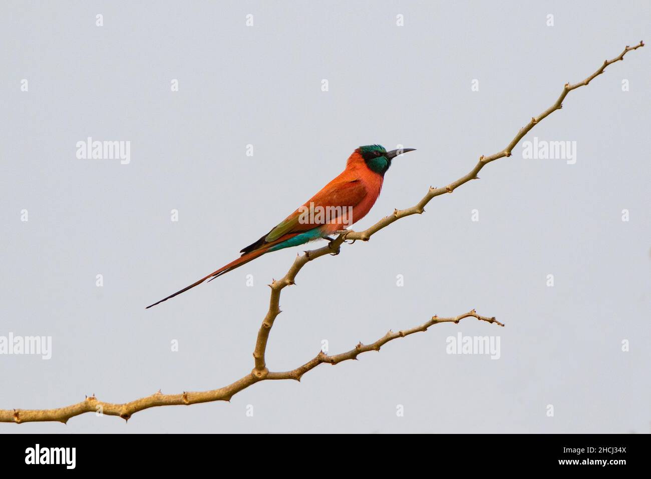 Northern Carmine Bee-eater, Kartong, The Gambia Stock Photo - Alamy