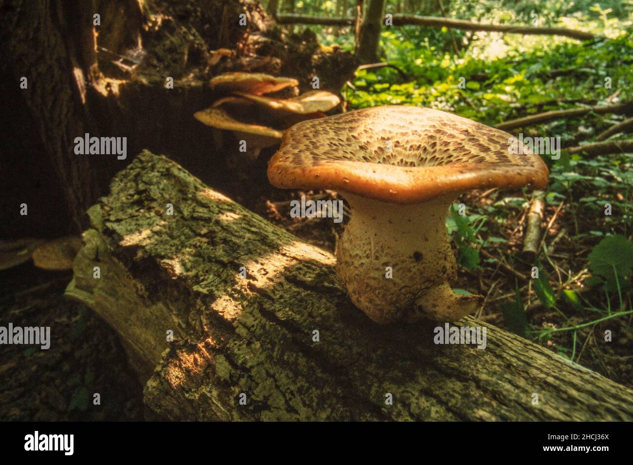 Close-up natural environmental portrait of fungi as symbols of life, death, decomposition and ...