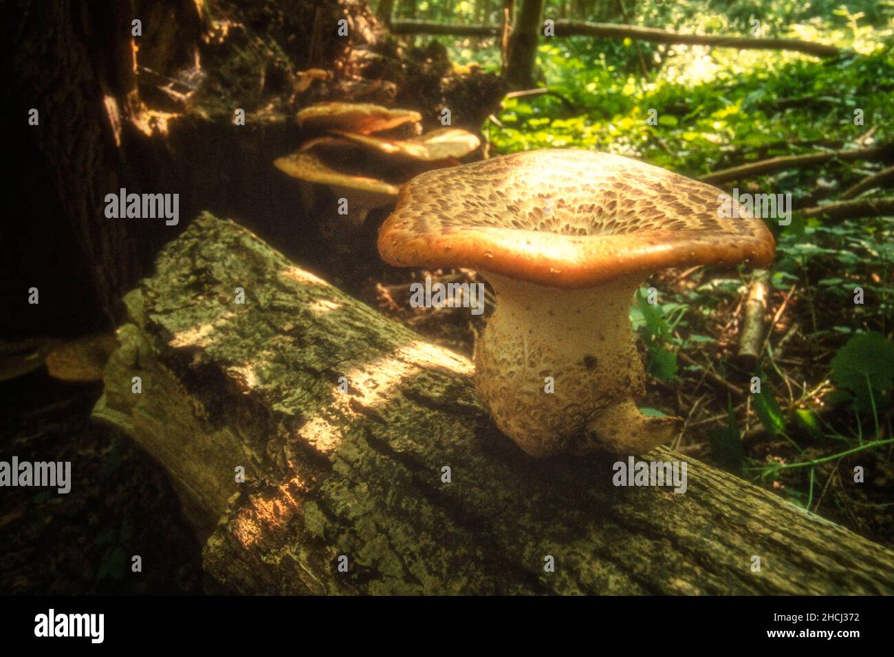 Close-up natural environmental portrait of fungi as symbols of life ...