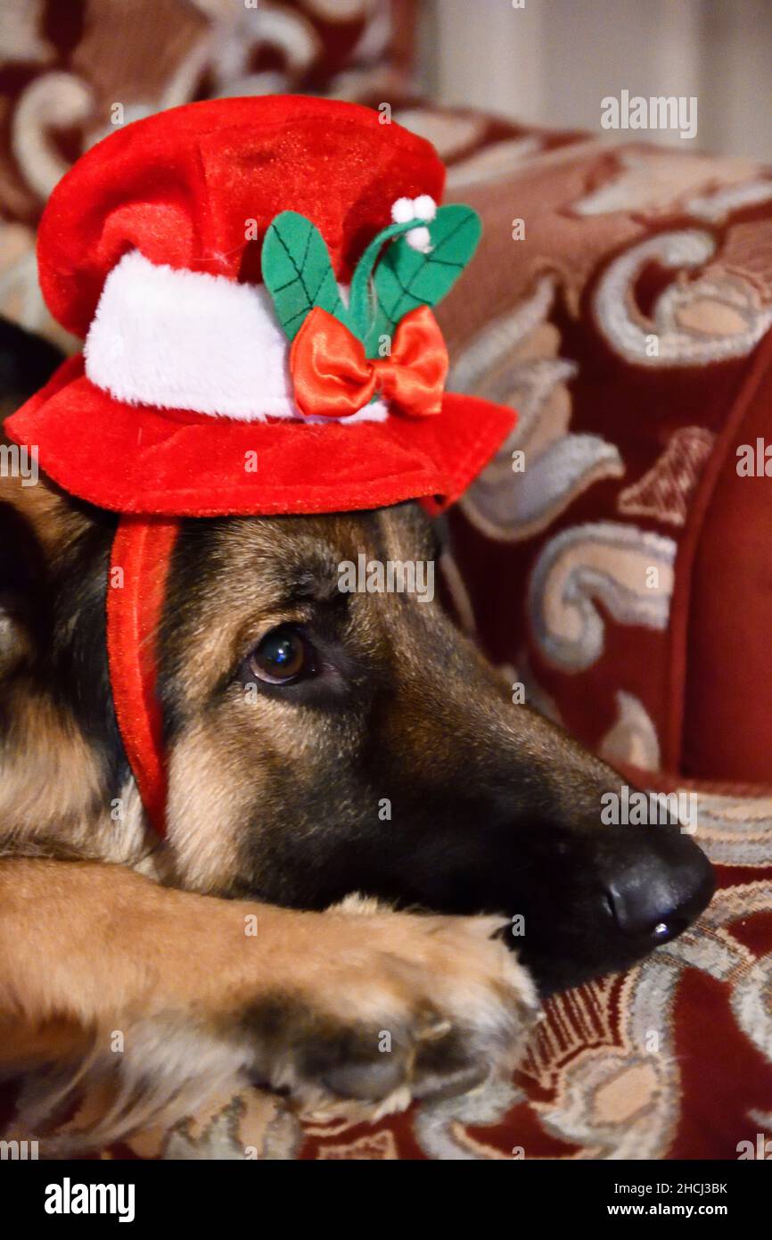 Shepard hi res hi-res stock photography and images - Alamy