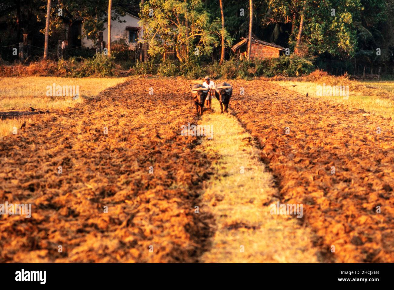 Beauty of rural Goa. High resolution intimate recollection of idyllic ...