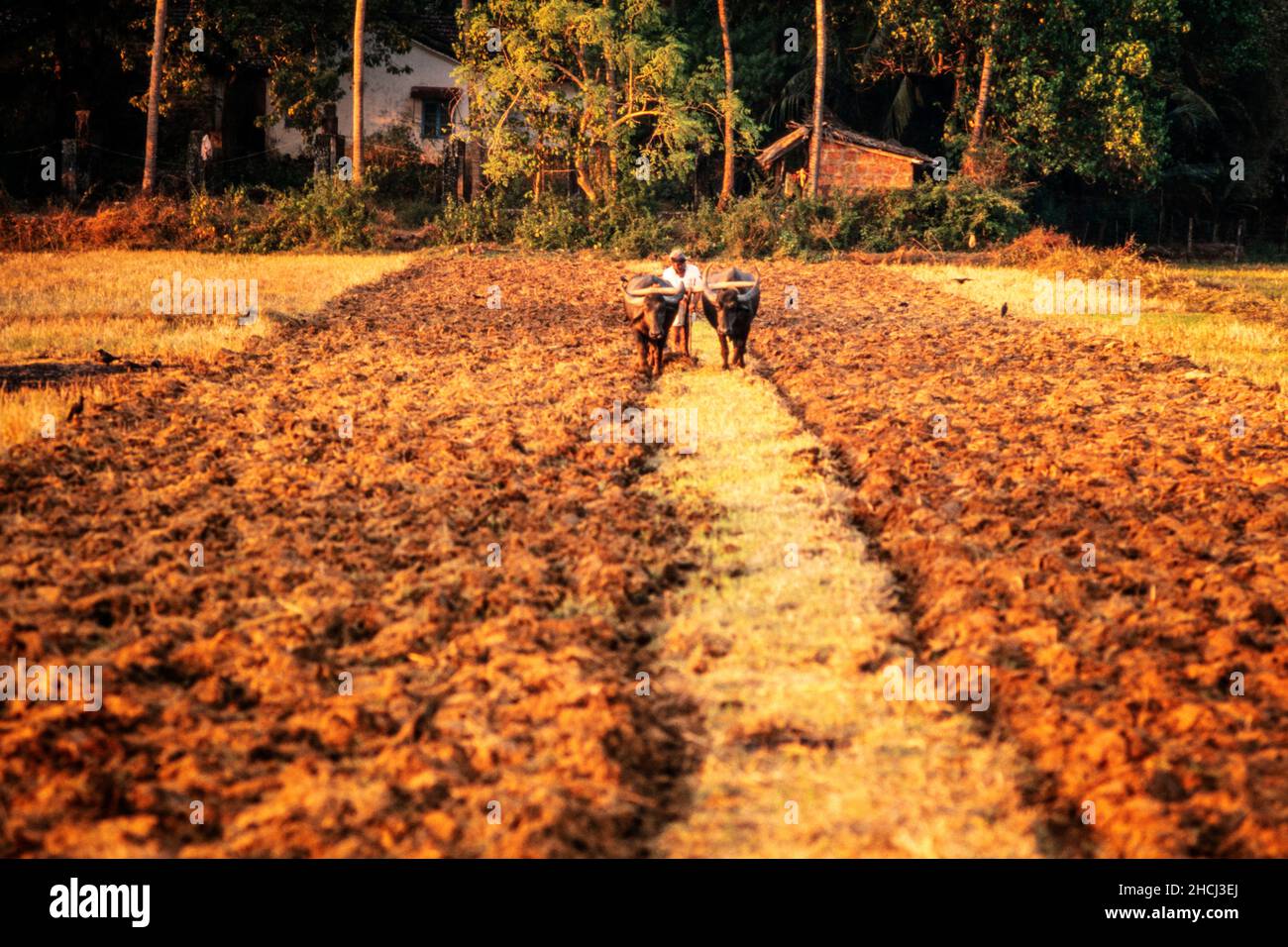 Beauty of rural Goa. High resolution intimate recollection of idyllic holiday location for ...
