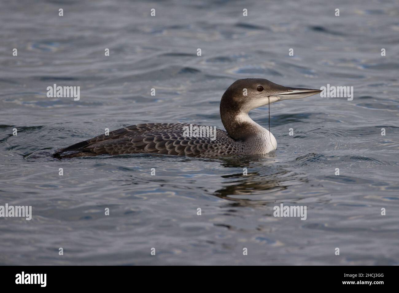 Great Northern Loon, Farmoor Reservoir, Oxon, UK Stock Photo - Alamy
